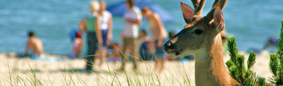 Scenes from Fire Island: Deer on the Beach - Kitty King Real Estate